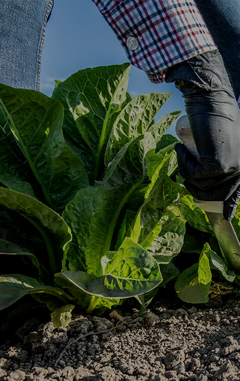 California Leafy Greens Marketing Agreement